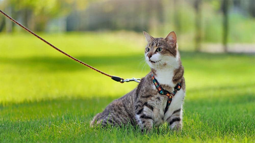 ¿Pasear a tu gato es una elección segura? - California Laboratorios
