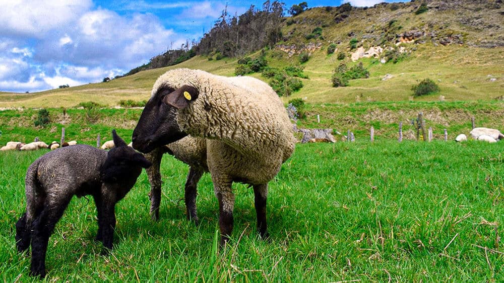 Vitaminas esenciales para ovinos - California Laboratorios